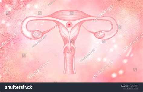 Female Reproductive System 3d Illustration Egg Stock Illustration