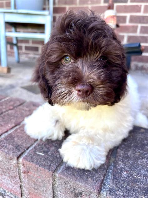 Cockapoos Find Your Perfect Cockapoo Get Started — Doods And Dolls