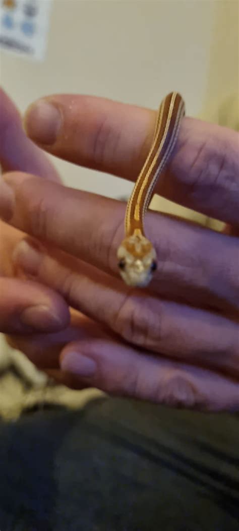 His Name Is Snek He Is Small♡ R Snek