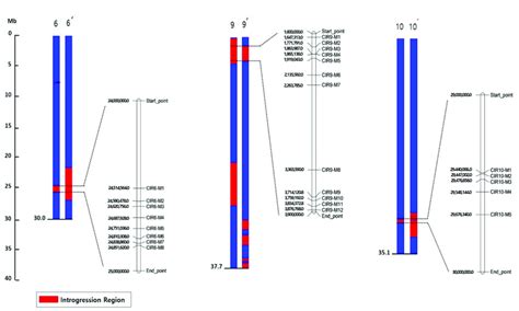 Schematic Representation Of The Three Chromosomes Blue For Drd45nc