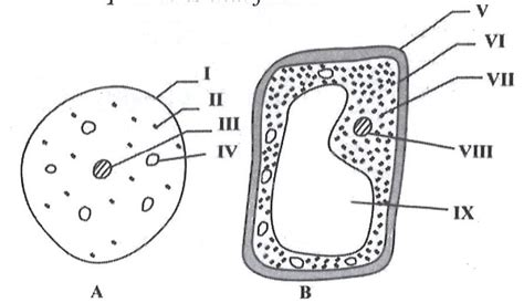 BECE Integrated Science Subjective Mock Questions