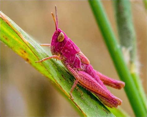 Rare Pink Grasshopper Spotted Near Feock Local News News Falmouth
