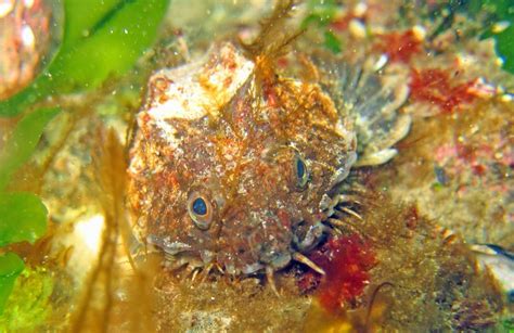 marine biodiversity citizen science open course nasa international