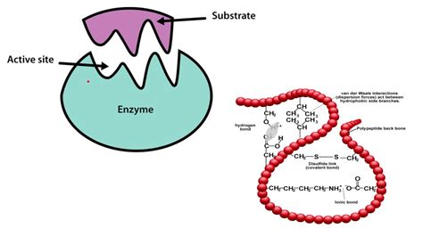 Enzyme Structure Diagram