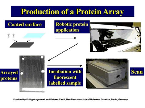 Ppt Protein Arrays Powerpoint Presentation Free Download Id3564085 Ppt Protein Arrays Powerpoint Presentation Free Download Id3564085