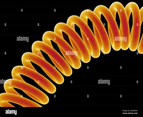 Light Bulb Filament Coloured Scanning Electron Micrograph SEM Of A Light Bulb Filament The