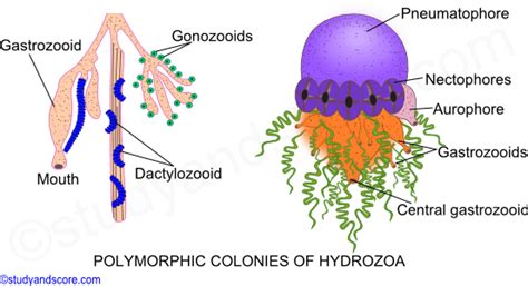 Phylum Cnidaria Polymorphism And Defense Structures Studyandscore