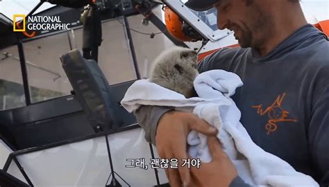 작고 소중한 새끼해달 구조 작전  인스티즈 Instiz 이슈 카테고리