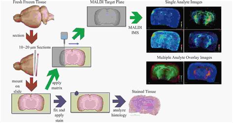 Matrix Assisted Laser Desorption Ionization Mass Spectrometry Imaging And Its Application In The