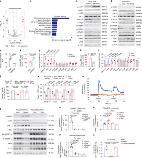 Orm2 Activates Ampk Signaling To Suppress Dnl A A Volcano Plot Of The
