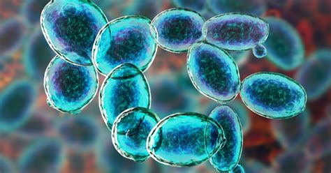 Gene Editing Using Crispr Yeast As A Model Organism
