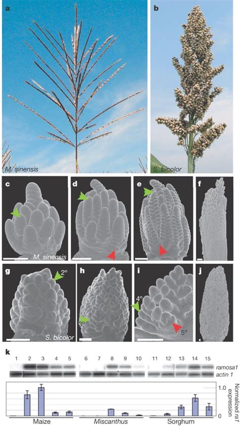 Comparative Development And Ra1 Expression In Panicoid Grassesa B