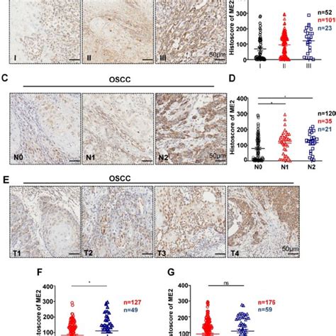 Human Oscc Tissue Array Analysis Demonstrated That Me2 Is Associated
