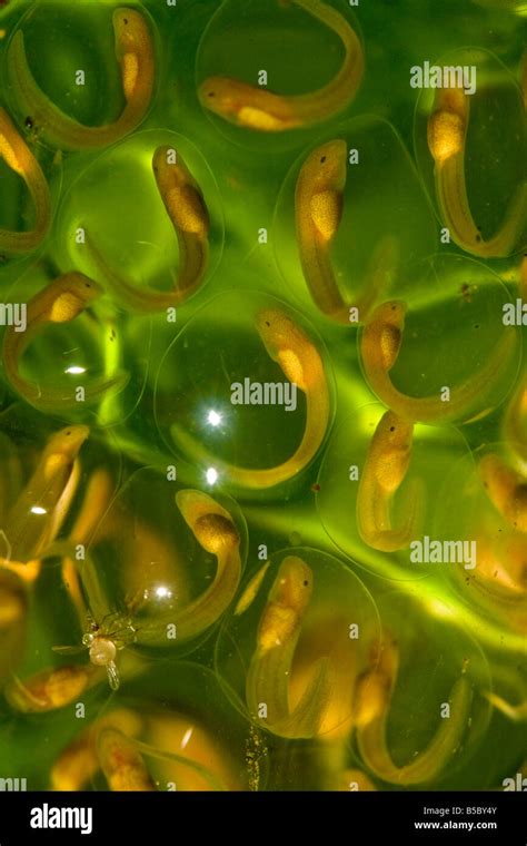 Glass Frog Eggs Hatching At Alfred Wilford Blog Glass Frog Eggs Hatching At Alfred Wilford Blog