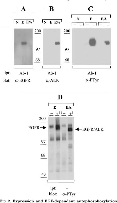 Figure 2 From A Ligand Inducible Epidermal Growth Factor Receptoranaplastic Lymphoma Kinase