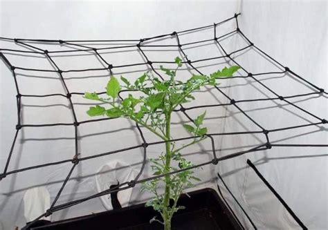 Tech Garden Black Orchid 80 X 80 Cm Hydroponic Grow Room Scrog Net Tent