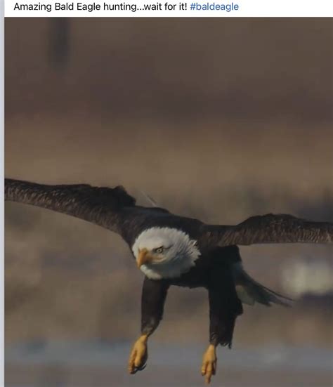 Pin By Legsdontfailmenow Odaniell On American Eagles Cute Wild
