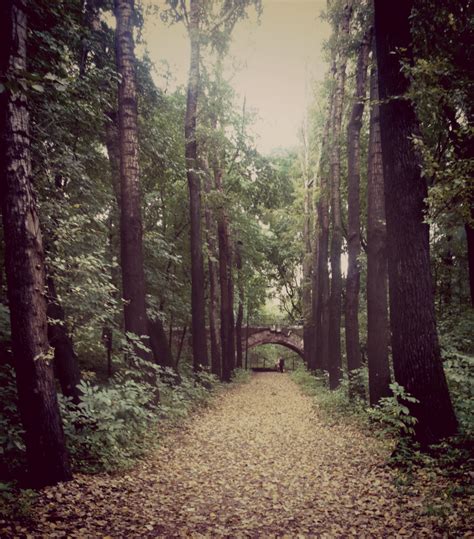 Background Picsart Tree Photo Backgrounds Are A Quick And Easy Way To Add Major Pizazz To Any