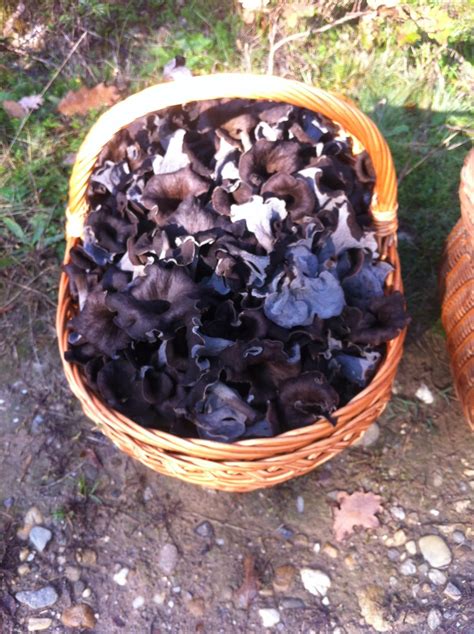 Ciuperci Ana Lugojana Trambita Piticului