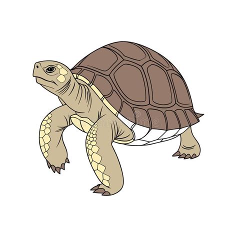 Realistic Gopher Tortoise In Its Ecosystem Stock Illustration
