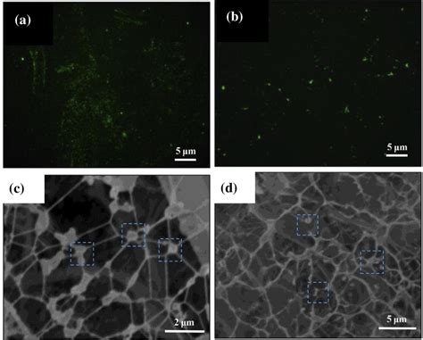Figure 1 From A Review Of Microplastics Aggregation In Aquatic