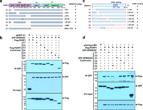Mapping The Spindoc And Parp1 Interaction Domain A Domain Structure Download Scientific