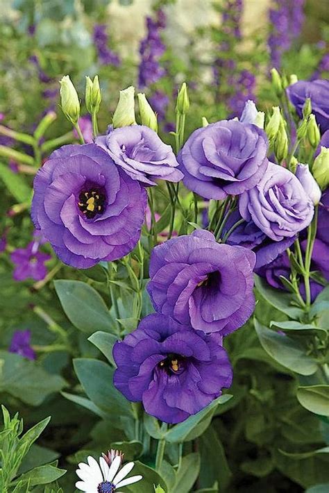 22 Most Beautiful Types Of Lisianthus Varieties