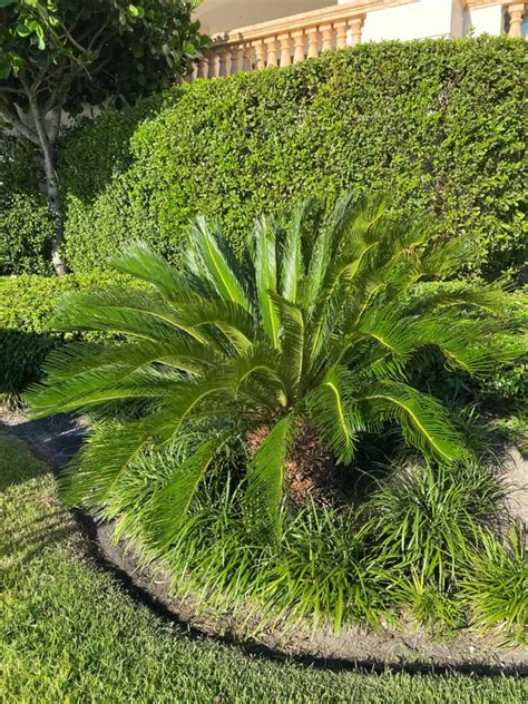 Cica Guia Completo Para Cultivar E Cuidar Da Planta