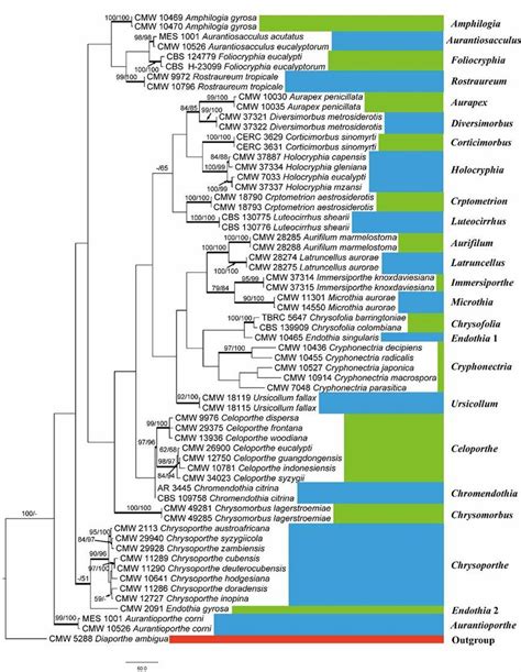 phylogram of lsu its tub1 and tub2 regions based on mp ml and