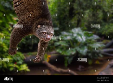Sulawesi Bear Cuscus Sulawesi Bear Phalanger Ailurops Ursinus