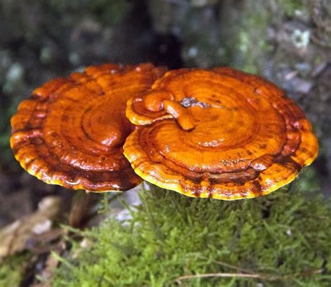 New Discovery Of Ganoderma Lucidum Polysaccharide