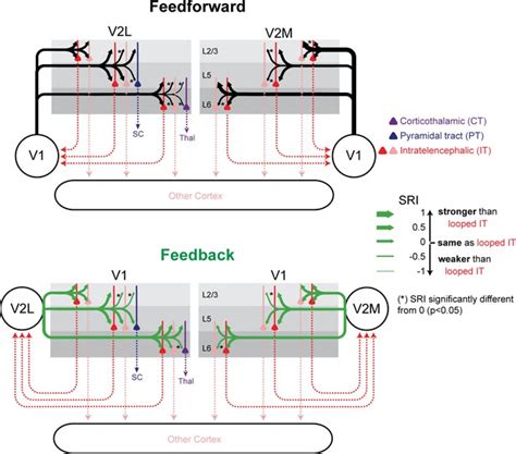 Laminar Specific Cortico Cortical Loops In Mouse Visual Cortex Elife