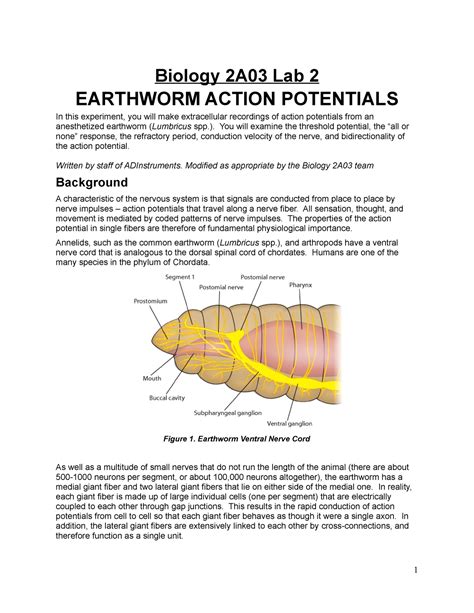 Lab2 Manual W2023 Biology 2a03 Lab 2 Earthworm Action Potentials In This Experiment You Will