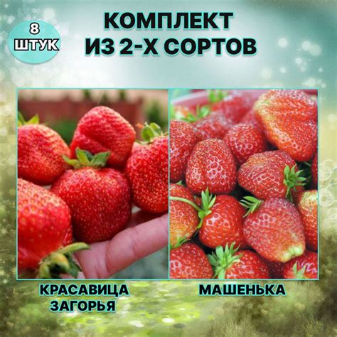 Набор саженцев клубники Красавица Загорья/Машенька (8 штук) - купить с ...