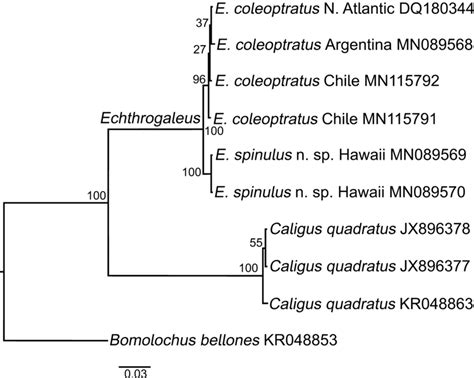 Bayesian Inference Tree Based On 28s Rdna Sequences For Echthrogaleus