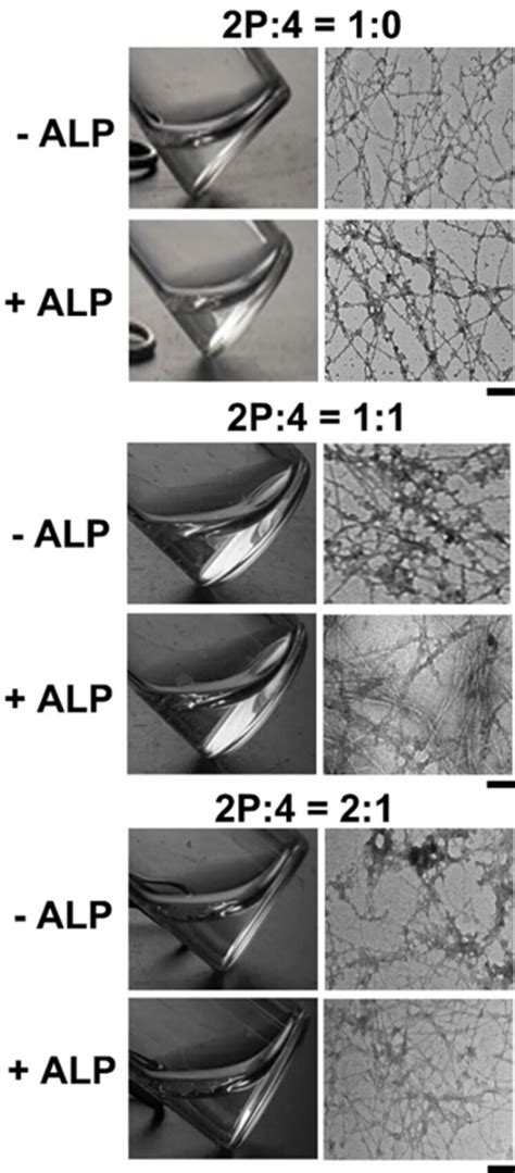 An Exploration Of Multiple Component Peptide Assemblies By Enzyme