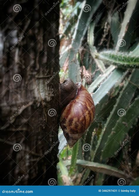 Shell Of Snail Lying In The Center Of Dry Umbel Royalty Free Stock