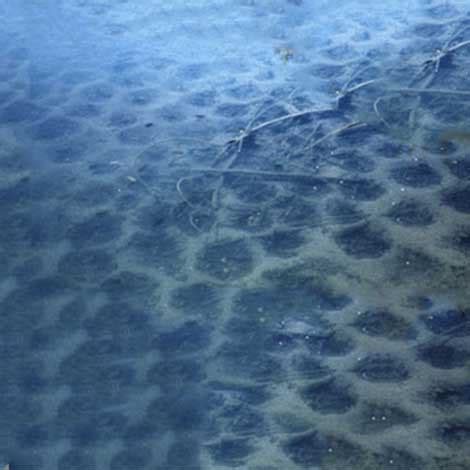 How Can I Create A Good Environment For My Fish To Spawn The Pond Guy