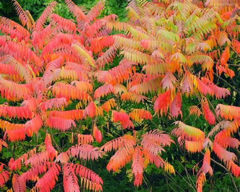 Selep Imaging Blog: Kaleidoscope Part 2 - Sumac in fall