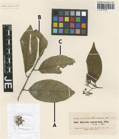 An Example Of A Typical Digitized Herbarium Specimen Leaf A Is A