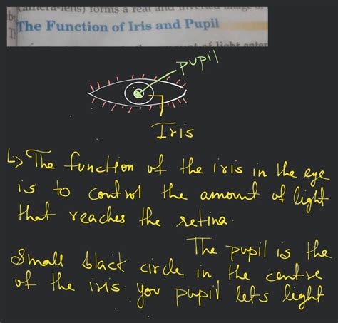 The Function Of Iris And Pupil Filo