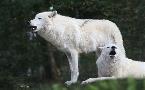 Arctic Wolves Predators