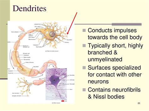 Ppt Understanding Nervous Tissue In The Nervous System Anatomy And Functions Powerpoint