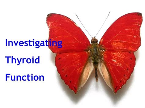 PPT Investigating Thyroid Function PowerPoint Presentation Free Download ID 1278751