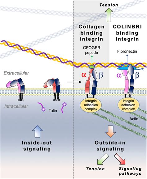 Illustration Of Direct Collagen Binding Integrin Mediated And Download Scientific Diagram