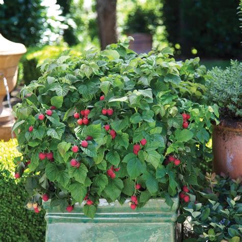 Rubus Bushel And Berry® Raspberry Shortcake® Nr7 Raspberry Garden Center Marketing
