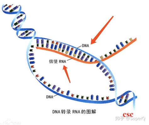 转录组流程浅析 知乎