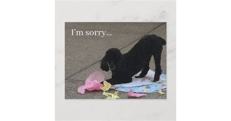 Im Sorry Postcard Poodle Postcard Dog Postcard Zazzle