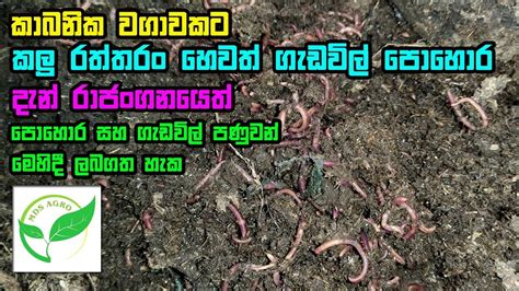 කළු රත්තරන් හෙවත් ගැඩවිල් පොහොර Vermicompost Black Gold Vermicomposting Youtube