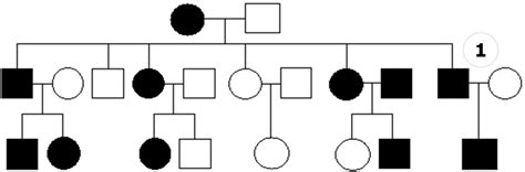 Задание №57027 По изображённой на рисунке родословной определите вероятность в рождения в